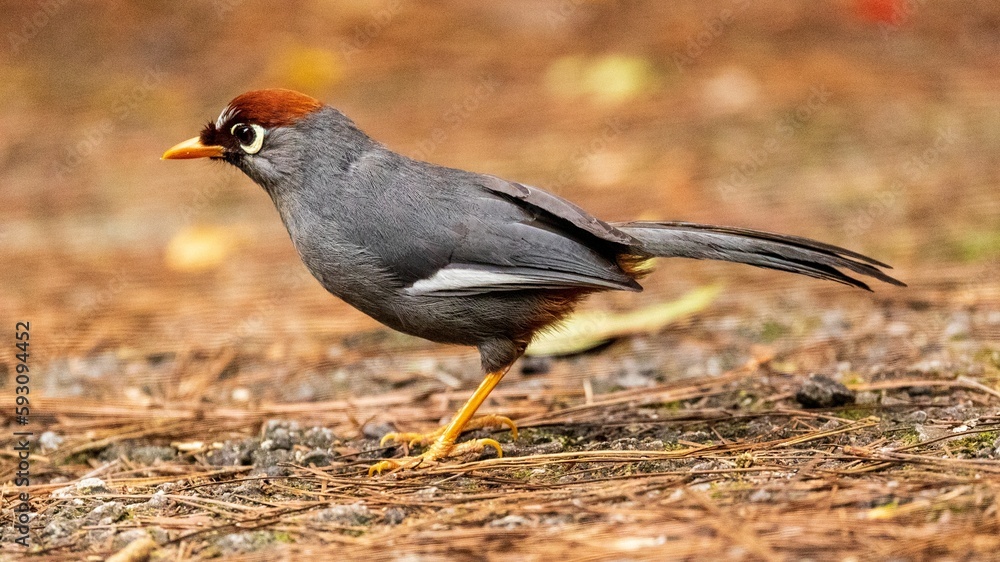 The Chestnut-capped Laughingthrush (Garrulax mitratus) is slaty gray ...