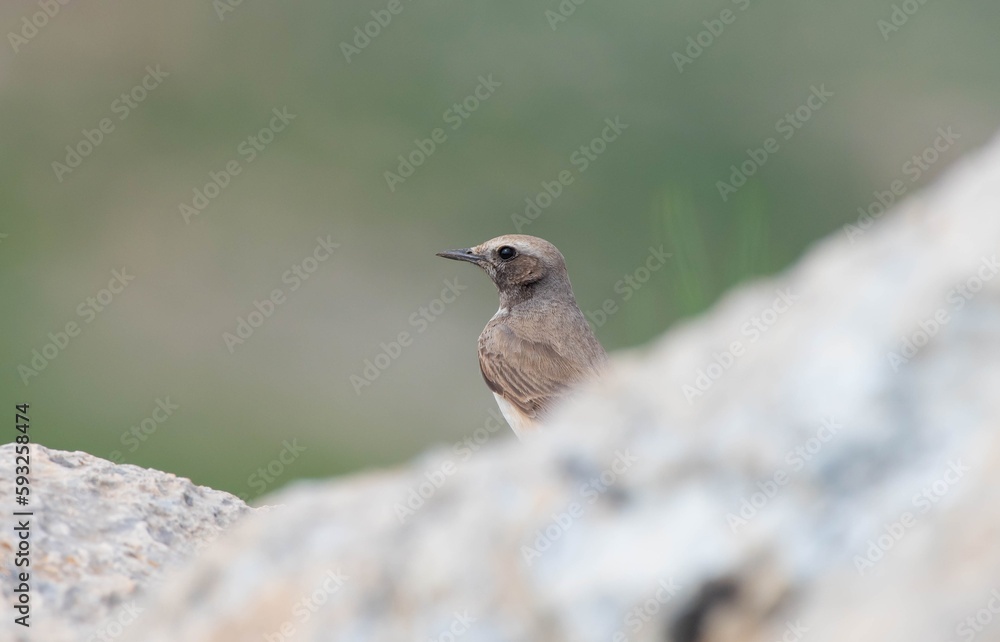 Red-tailed Wheatear (Oenanthe xanthoprymna) is a rare species in ...