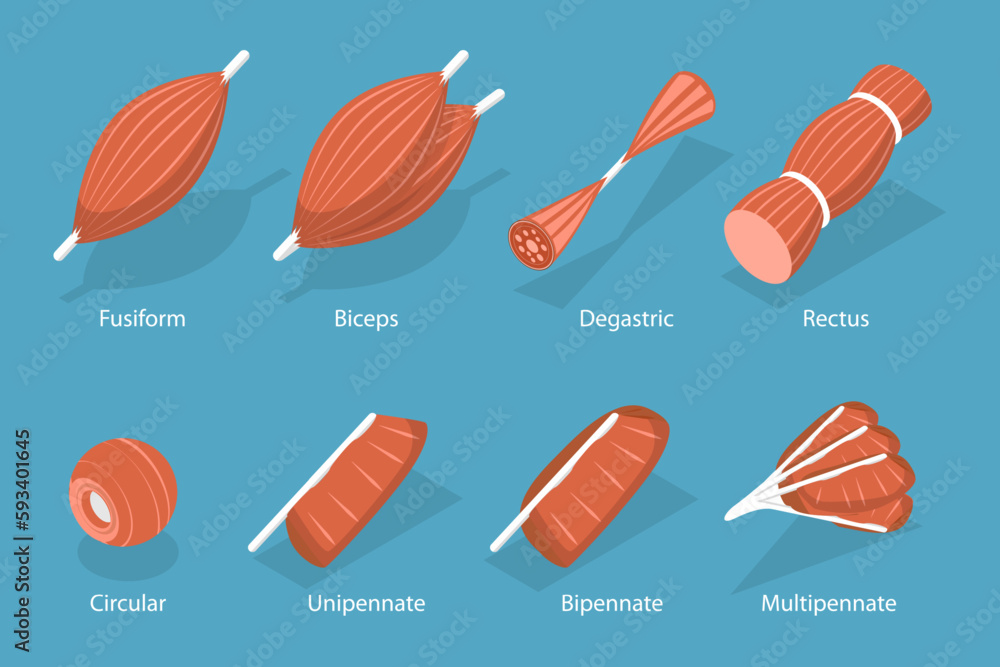 3D Isometric Flat Vector Set of Skeletal Fiber Muscle, Types of Tissue ...