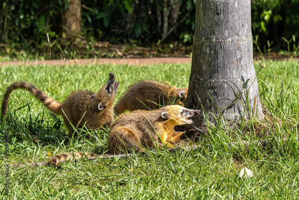 South American Coati, Ring-tailed Coati, Nasua nasua at Iguazu Falls ...