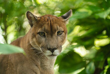 Animal Portrait, Puma And Cubs Free Stock Photo - Public Domain Pictures