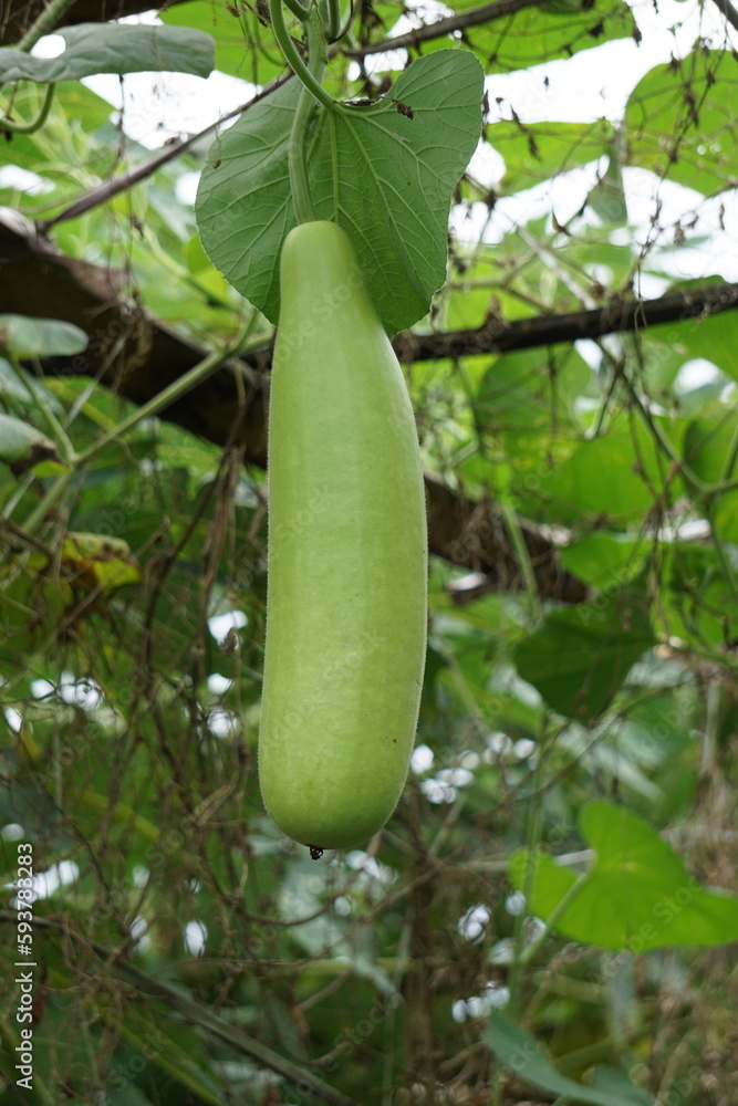 Benincasa hispida (blonceng, labu air, Benincasa hispida, the wax gourd ...