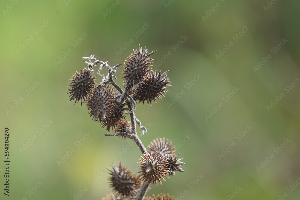 Eranda (Also called Ricinus communis, jarak, poison nut, bubble bush ...