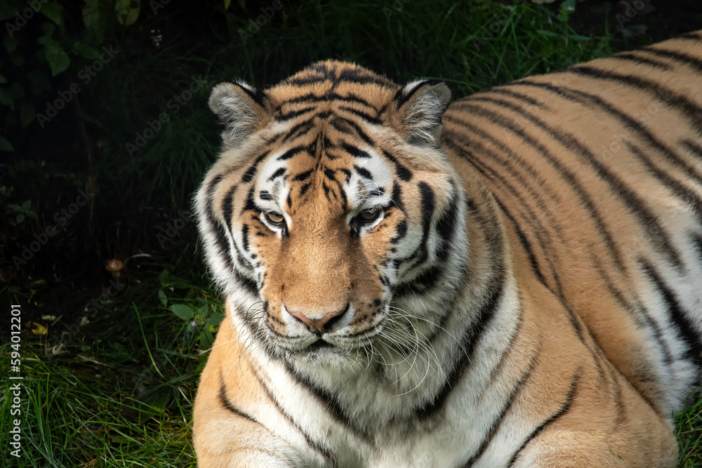 Bengal tiger (Panthera tigris tigris) at Alaska Zoo; Anchorage, Alaska ...