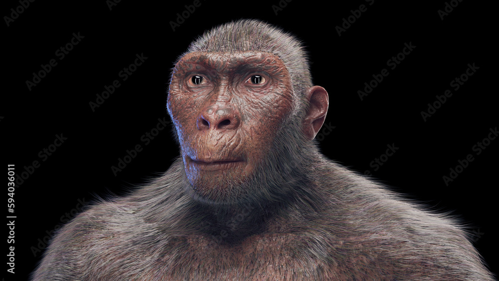 3d illustration of Australopithecus afarensis male Stock Illustration ...