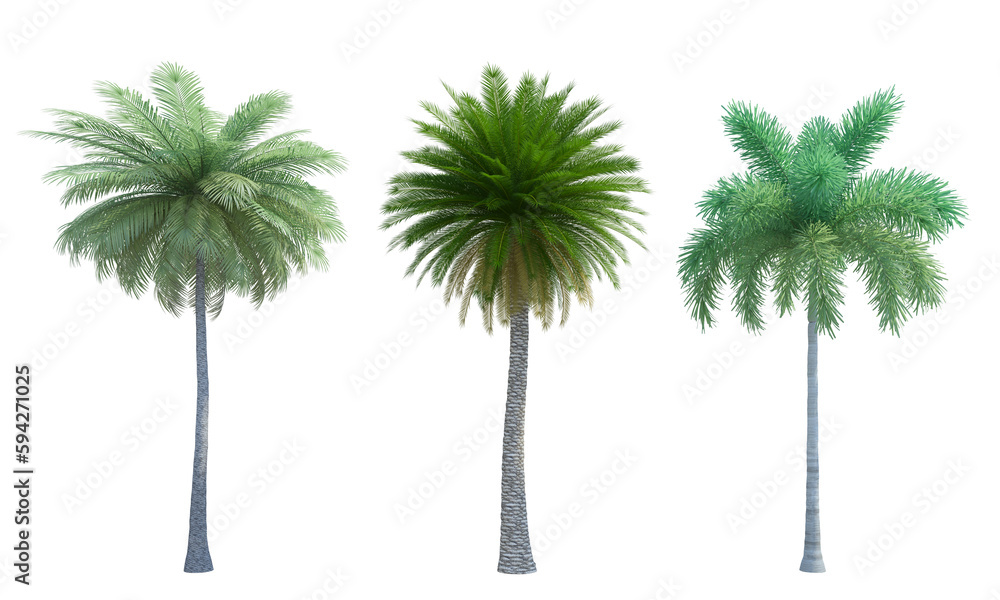 Foxtail Palm Tree Date Palm Coconut Palm Tree png alpha channel set ...