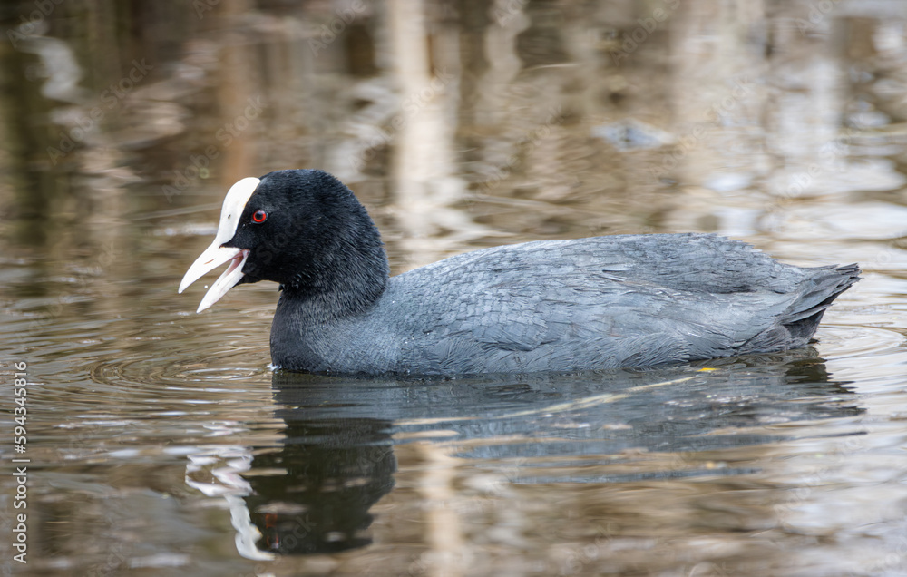 Eurasian coot (Fulica atra), common coot, Australian coot swimming in ...