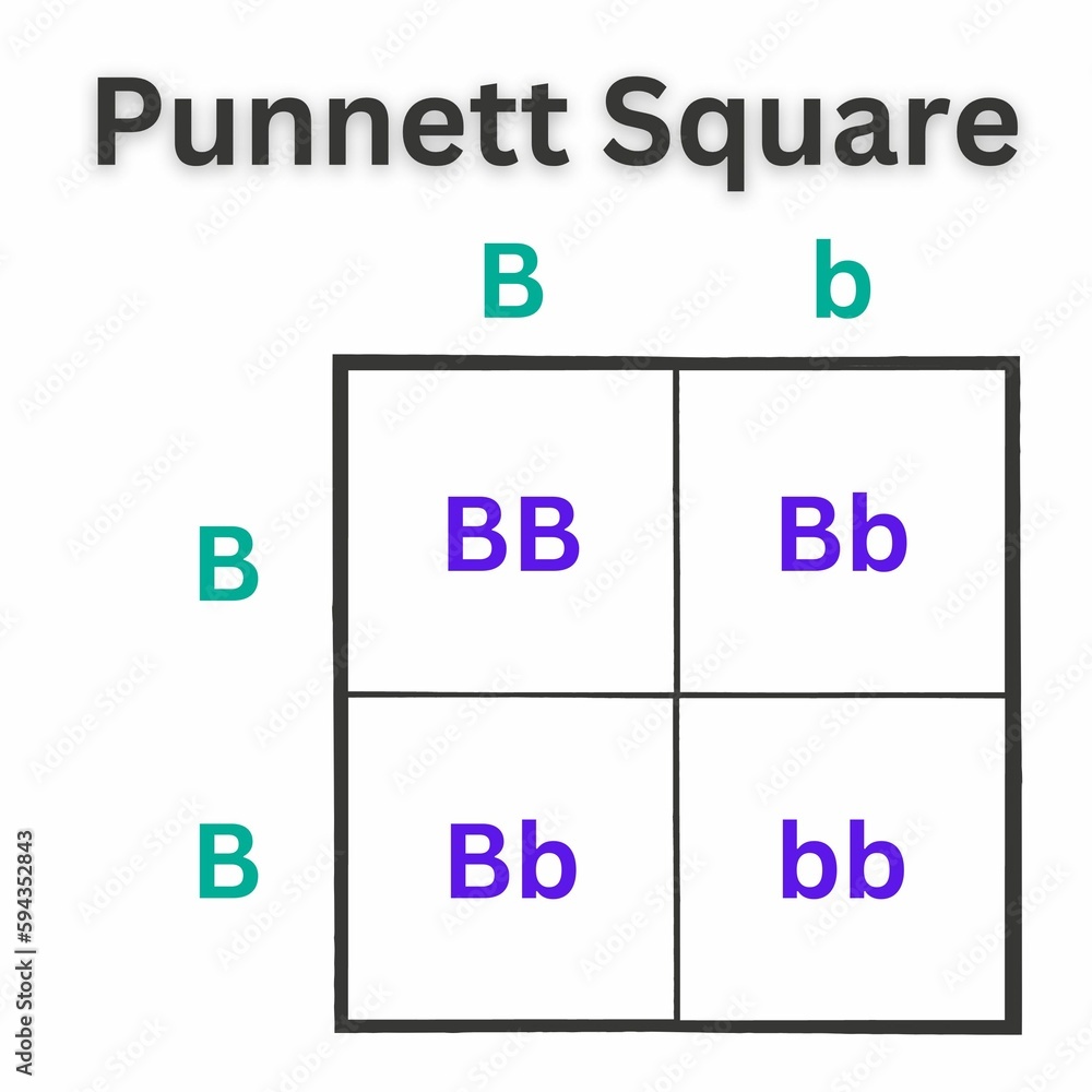 Simple version of the Punnett Square. Sometimes spelled as Punnets ...