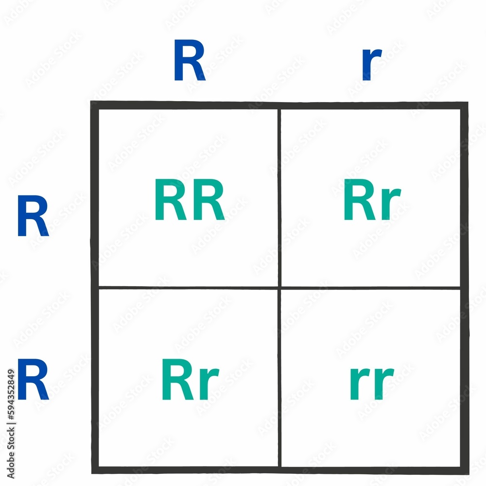 Simple version of the Punnett Square. Sometimes spelled as Punnets ...