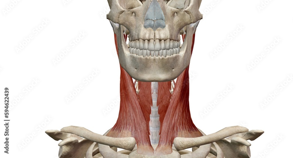 Ilustración de Stock The scalene muscles help with neck flexion and ...