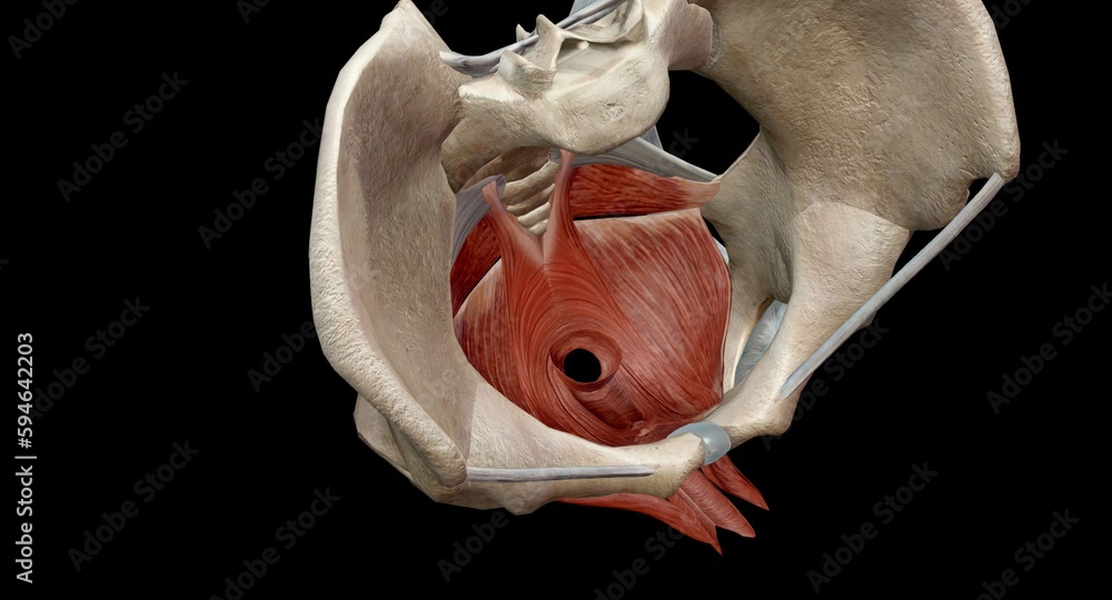 The pelvic floor muscles are located between the tailbone and th Stock ...