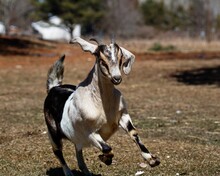 Prancing Goat Free Stock Photo - Public Domain Pictures