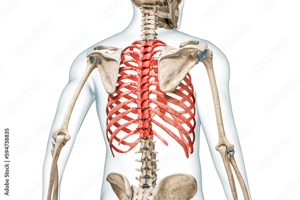 Rib cage bones in red with body 3D rendering illustration isolated back ...
