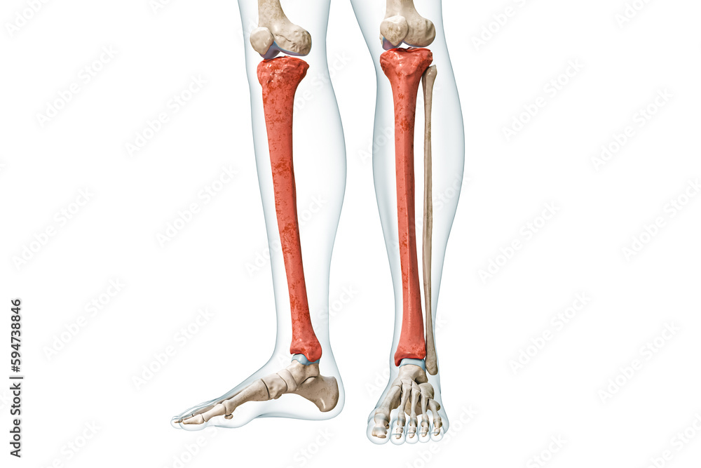 Tibia or shin bone in red color with body 3D rendering illustration ...