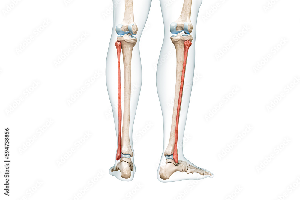 Illustration Stock Fibula bones rear view in red color with body 3D ...