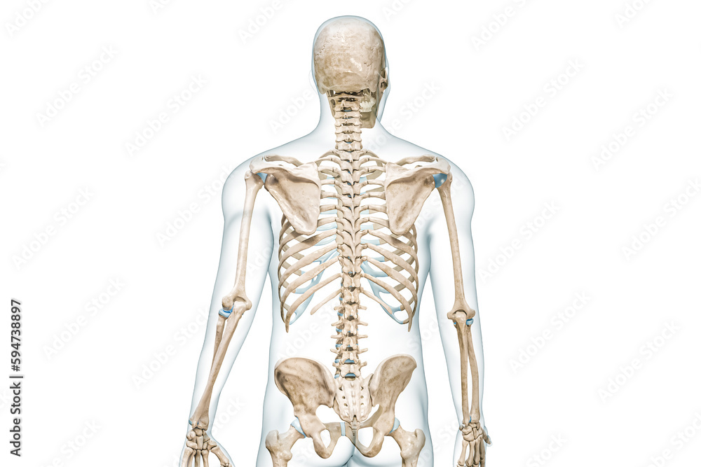 Vertebral column or backbone back view 3D rendering illustration ...