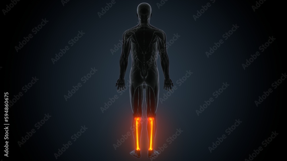 Human skeleton anatomy Tibia Bone. 3D Rendering Stock Illustration ...