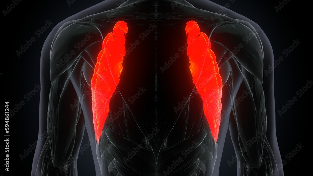 human body serratus anterior muscles anatomy system.3d render Stock ...