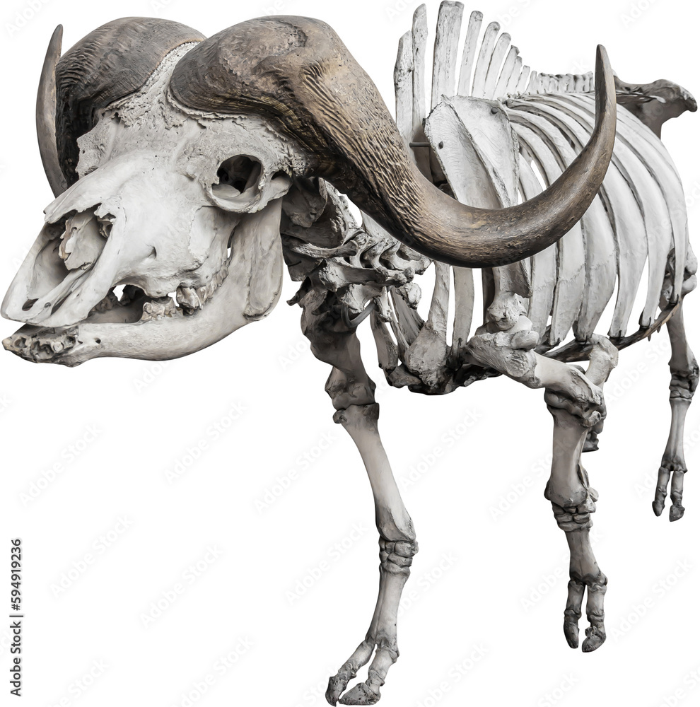 Isolated PNG cutout of a buffalo skeleton on a transparent background ...