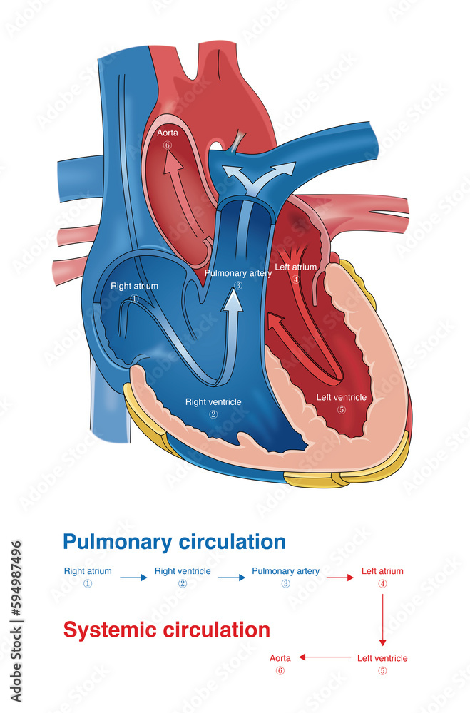 After venous blood enters the pulmonary circulation, oxygenated blood ...