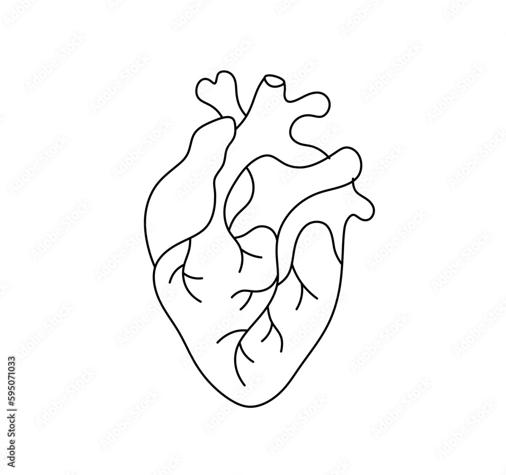 Vector isolated one single realistic human heart organ with veins and ...