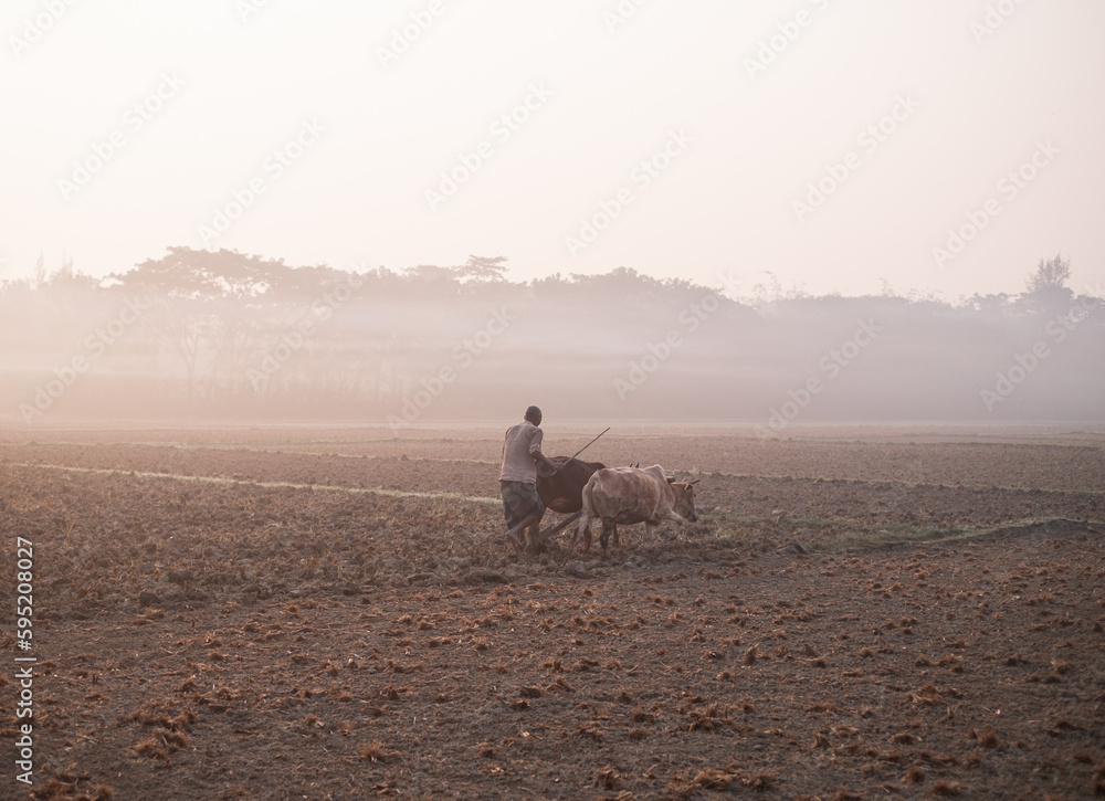 Rural farmer is ploughing his land with two cow by a old traditional ...