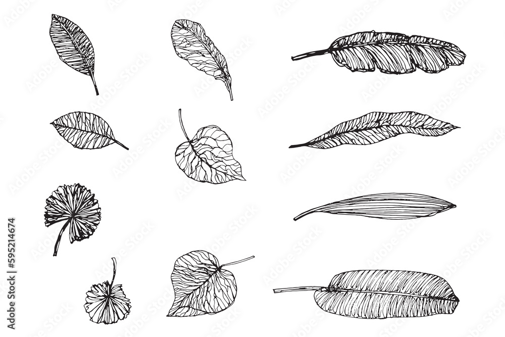 Tropical leaf doodle drawing, ink drawing vector graphic element, tree ...