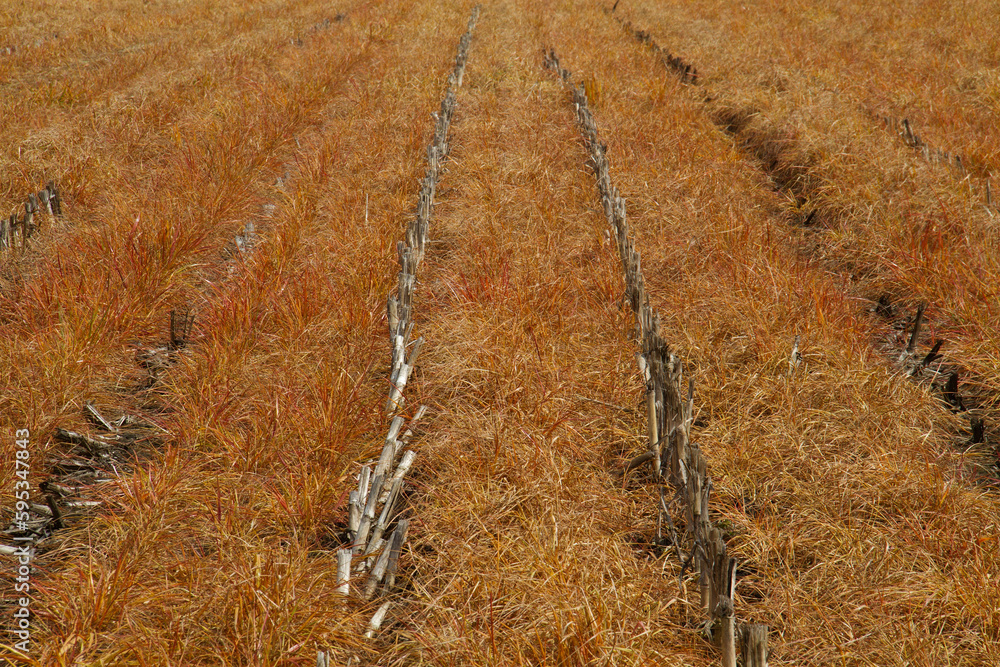 Effect of glyphosate herbicide sprayed on grass weeds, a catch crop ...