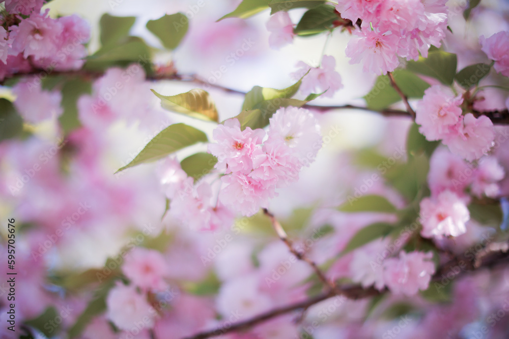 Ilustração Cherry blossoms are a symbol of spring, renewal, and ...