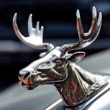 Moose Free Stock Photo - Public Domain Pictures