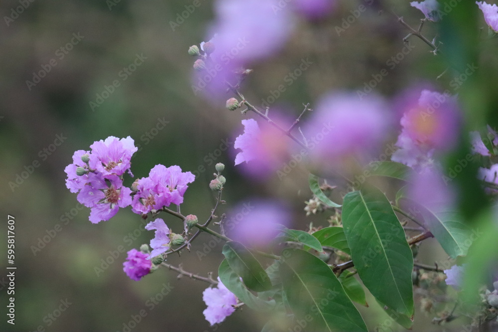 Flowers of Jarul tree. Pretty bright flowers in shades of purple, pink ...
