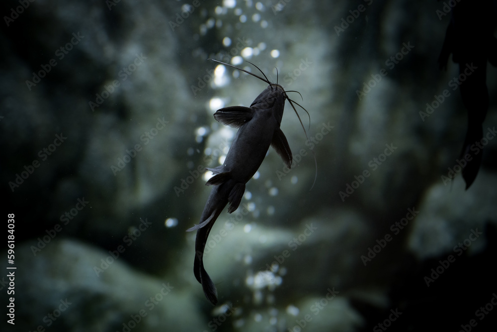 Mystus leucophasis is an Asian species of upside-down catfish belonging ...
