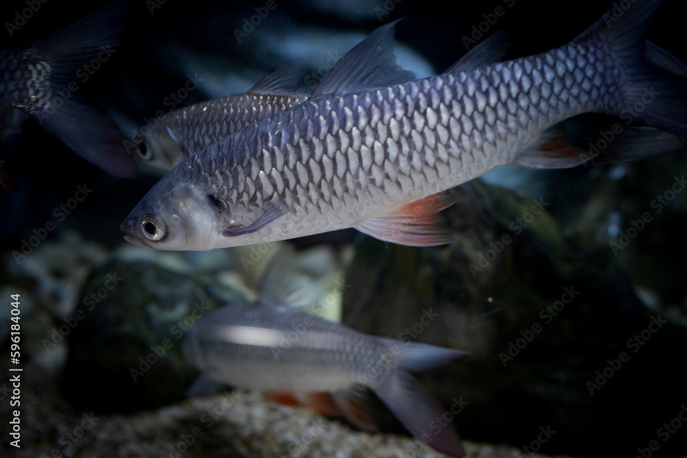 Hoven's carp (Leptobarbus hoevenii; Jelawat in Malay), also known as ...