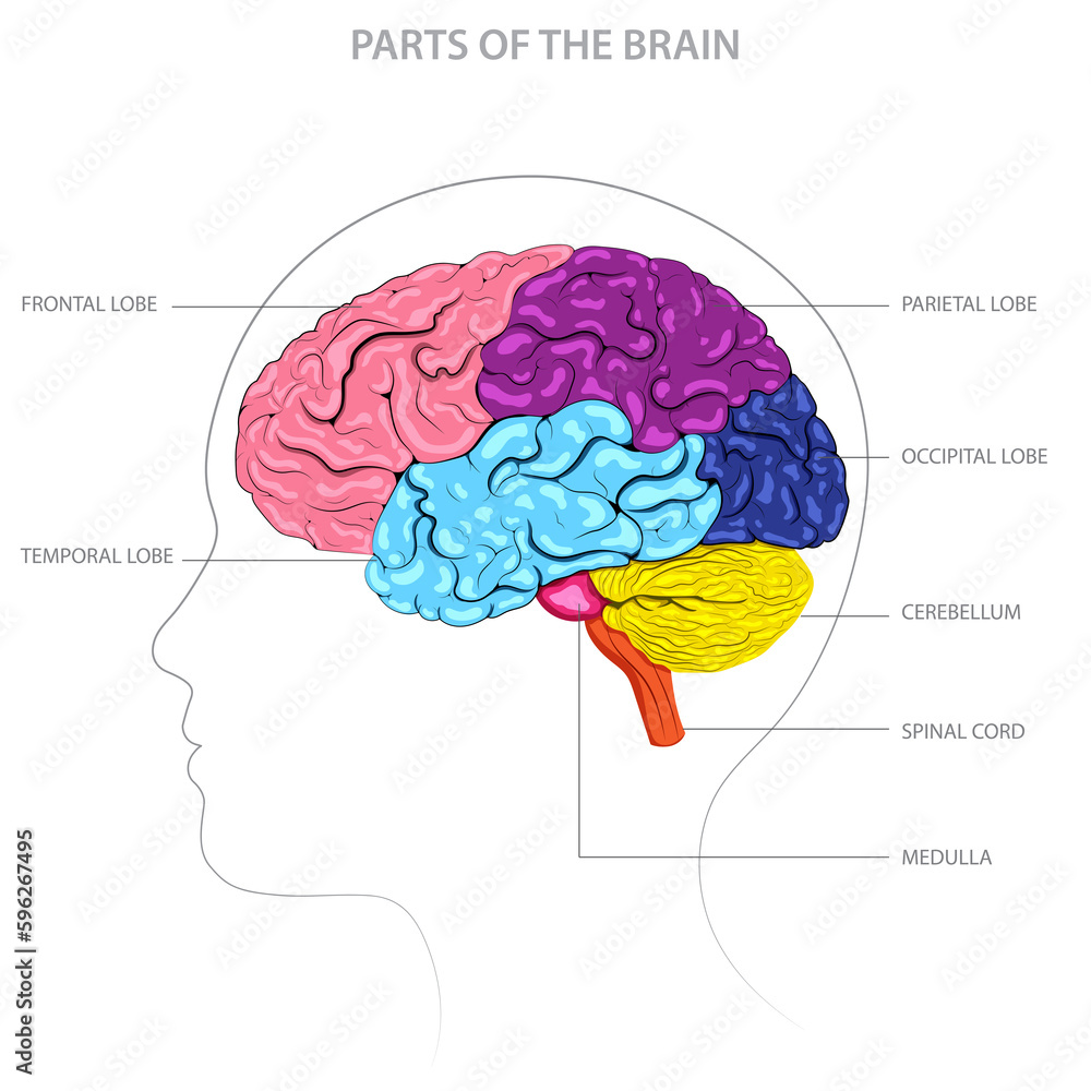 Illustration of the parts of the human brain, highlighting key areas ...