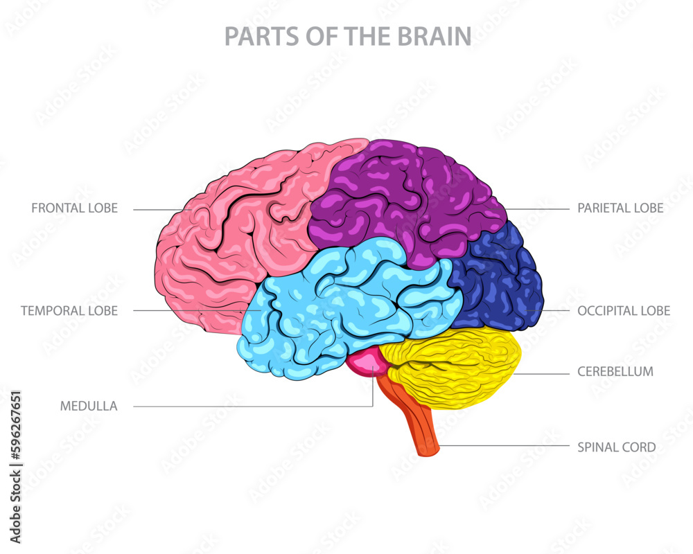 An informative image showing the different parts of the human brain ...