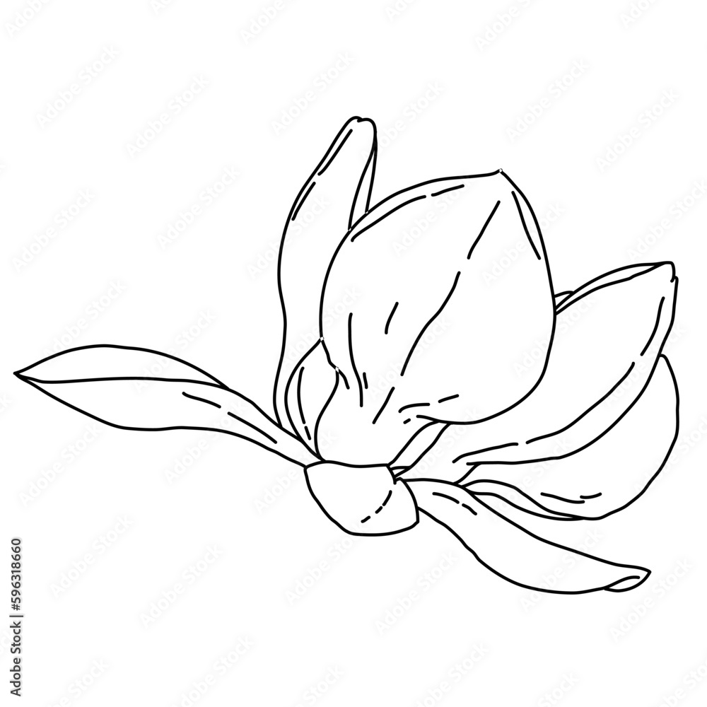 Magnolia flower blooming outline. Hand drawn realistic detailed vector ...