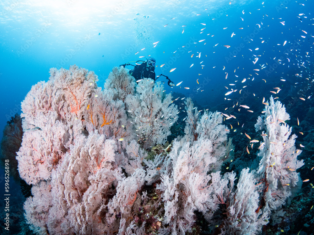 Giant Pink Gorgonian Sea Fan coral with school of fish and scuba diver ...