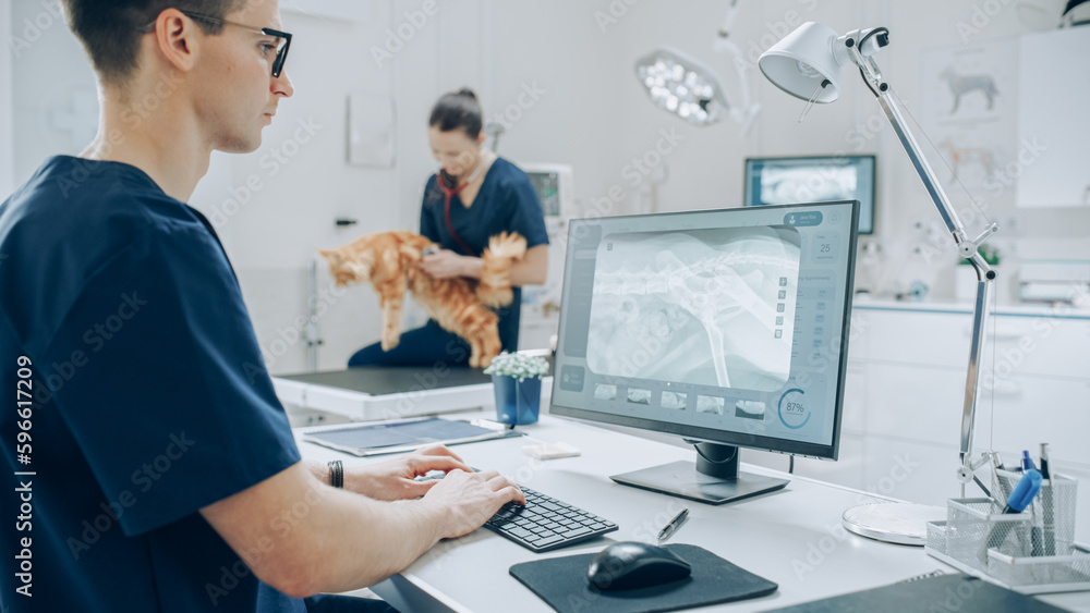Veterinary Clinic Professional Working on a Desktop Computer, Examining ...