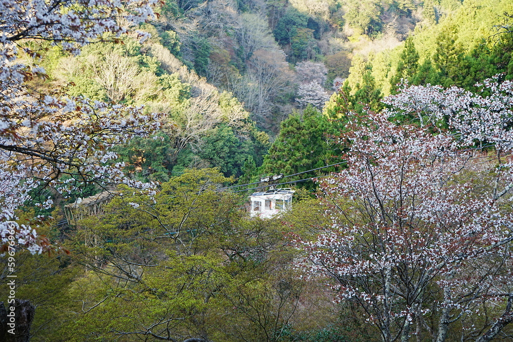 Yoshino-yama or Mount Yoshino in Nara, Japan. Pink Sakura or Cherry ...