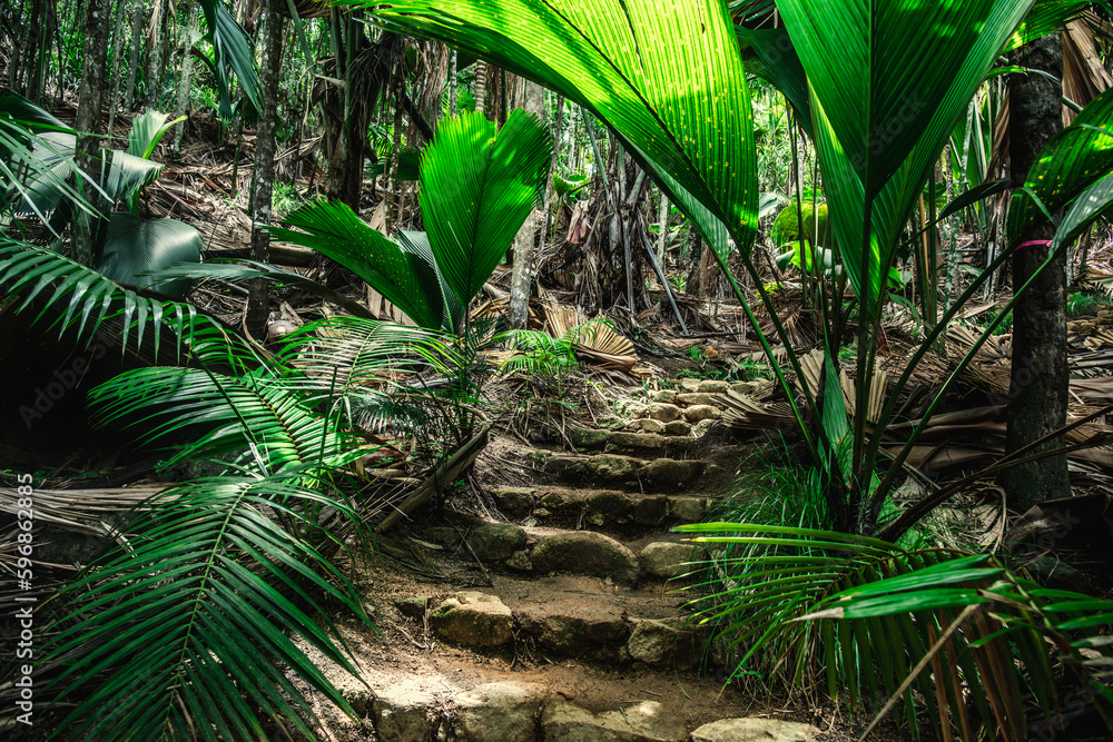 Stone steps in the jungle surrounded by huge plants Stock Photo | Adobe ...