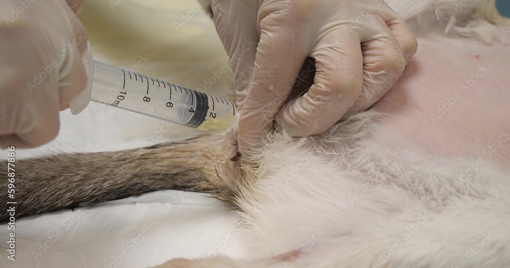 A cat with obstruction of the urethra by urinary stones undergoing ...