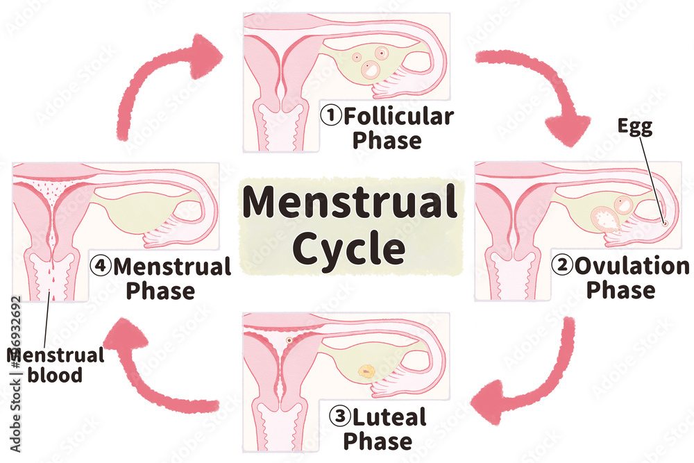 Phases of menstrual cycle diagram; English language PNG Stock ...