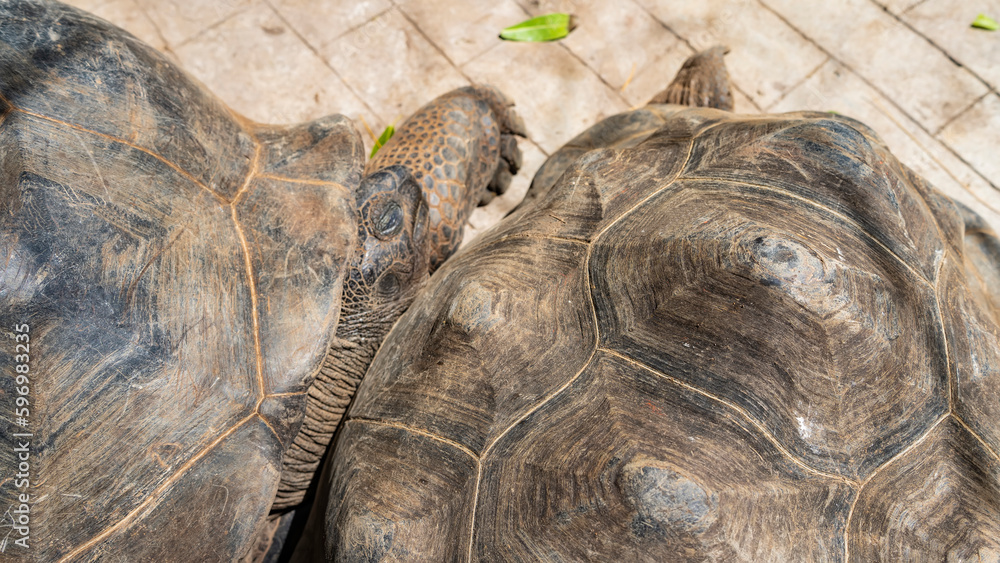 Two giant turtles Aldabrachelys gigantea are resting, snuggled up to ...
