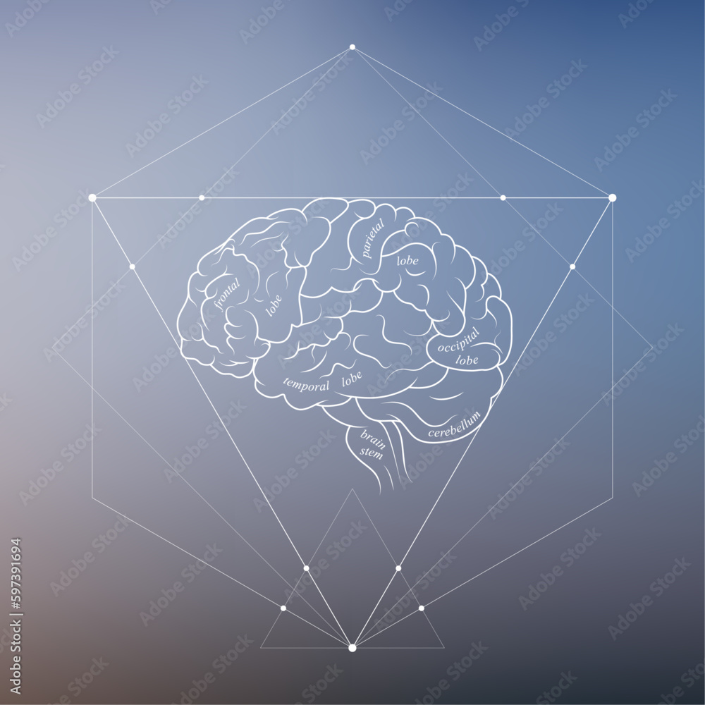 Minimal neuroscience infographic on gradient. Human brain lobes and ...