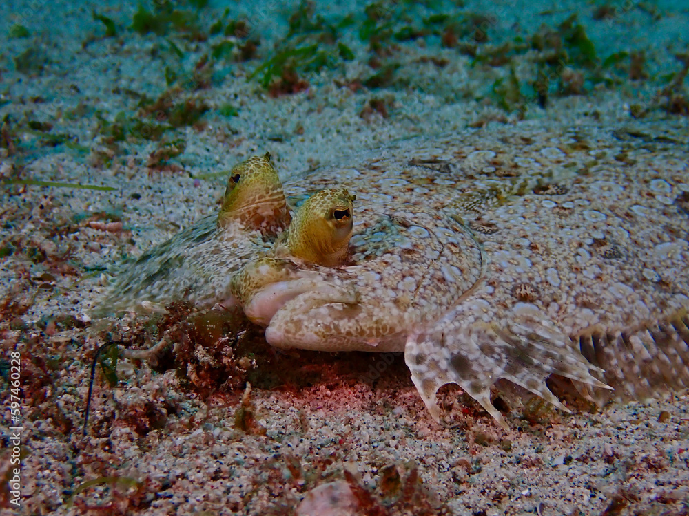 Flounder underwater. Flounder fish on a sandy bottom. The flounder is ...