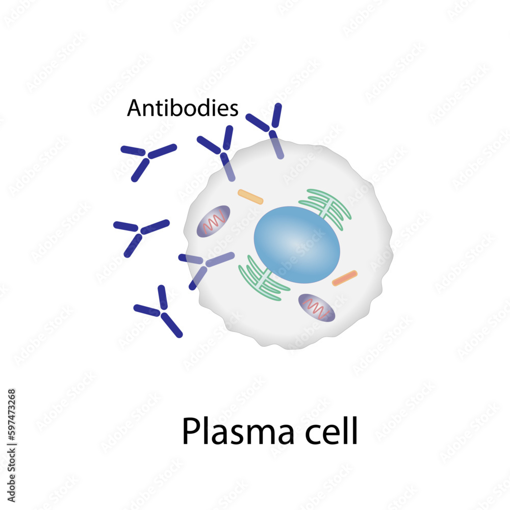 Plasma cell, B-cell leukocytes, B lymphocytes. B cell differentiation ...
