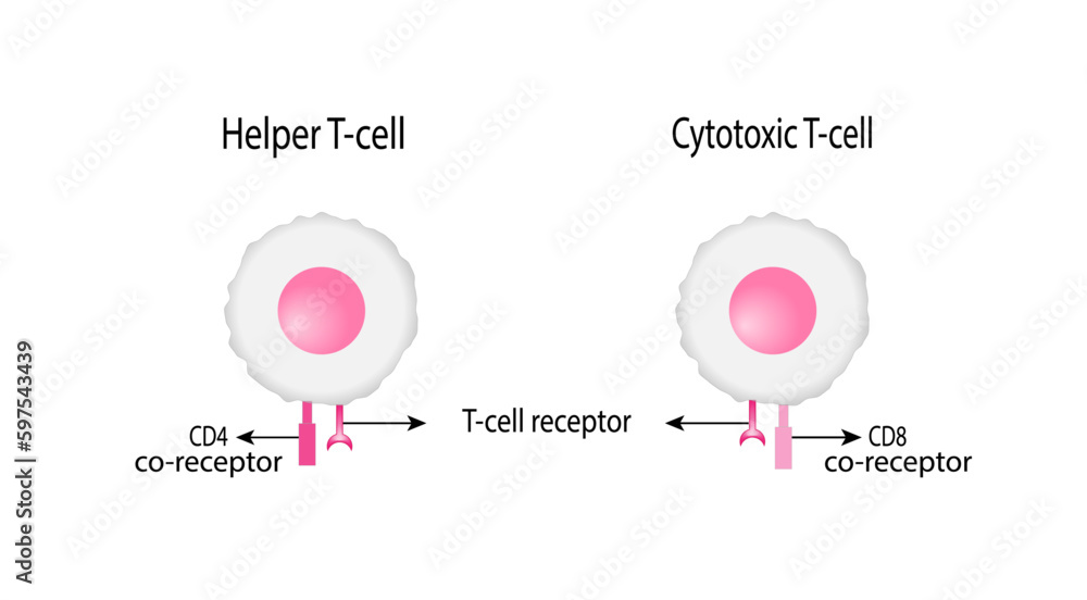 T Cell, helper T cell and cytotoxic T cell, CD Antigen Types., CD4 And ... T Cell, helper T cell and cytotoxic T cell, CD Antigen Types., CD4 And ...