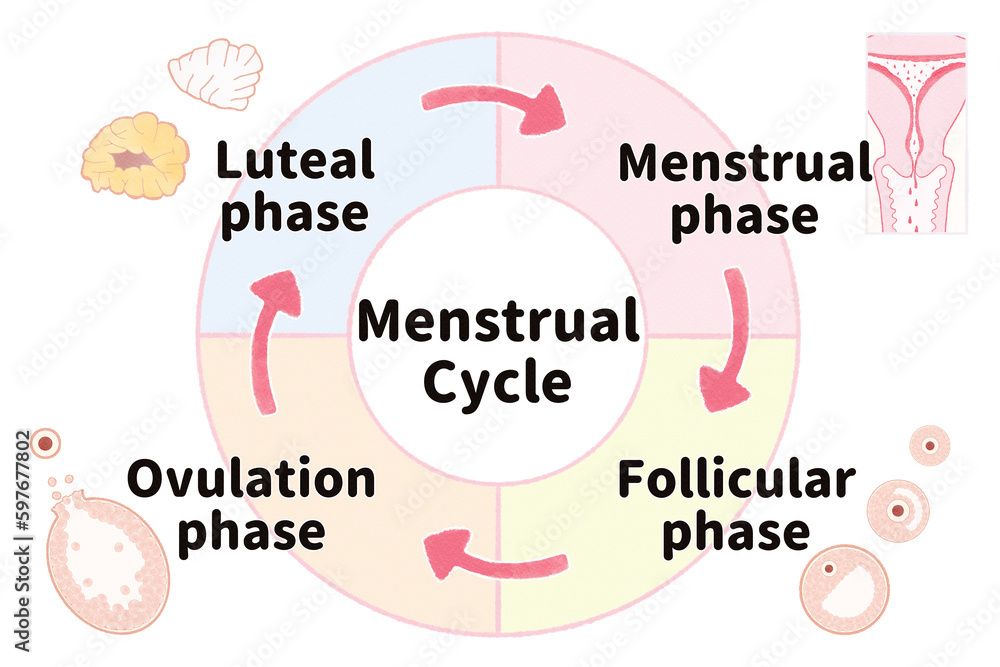 Menstrual cycle pie chart; English language PNG Stock Illustration ...