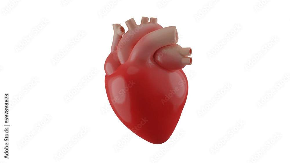 Model of human heart isolated on transparent background. Anatomy ...