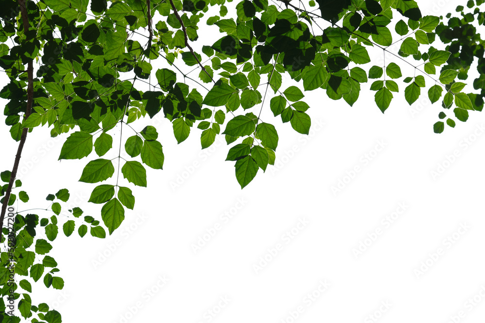 Green tree branch isolated on white background Stock Photo | Adobe Stock